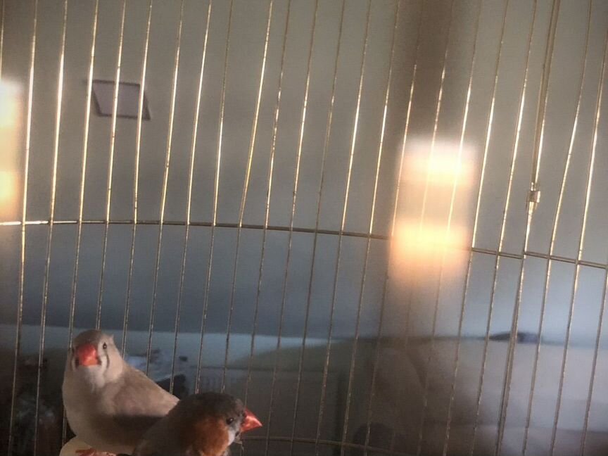 Амадины с клеткой