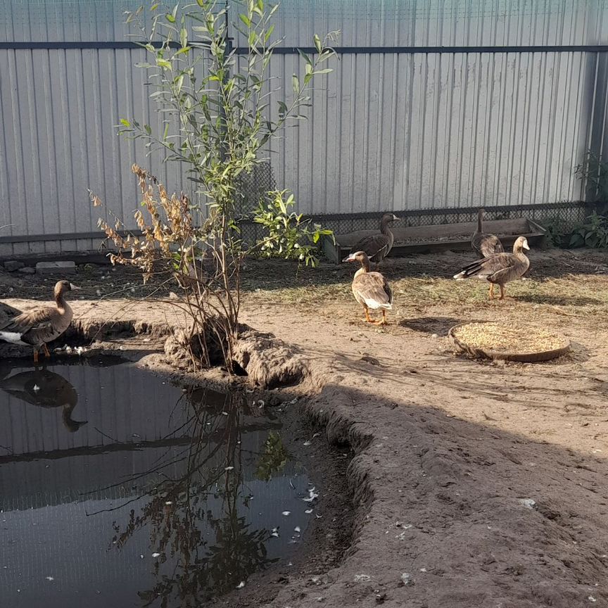 Белолобый гусь