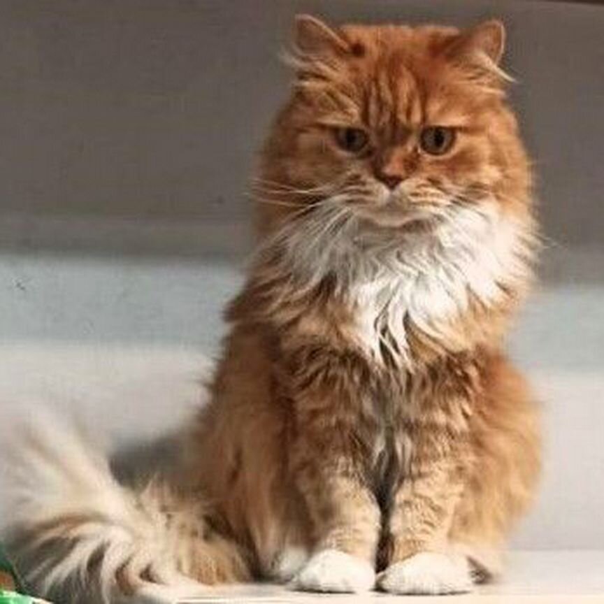Шотландский вислоухий рыжий кот