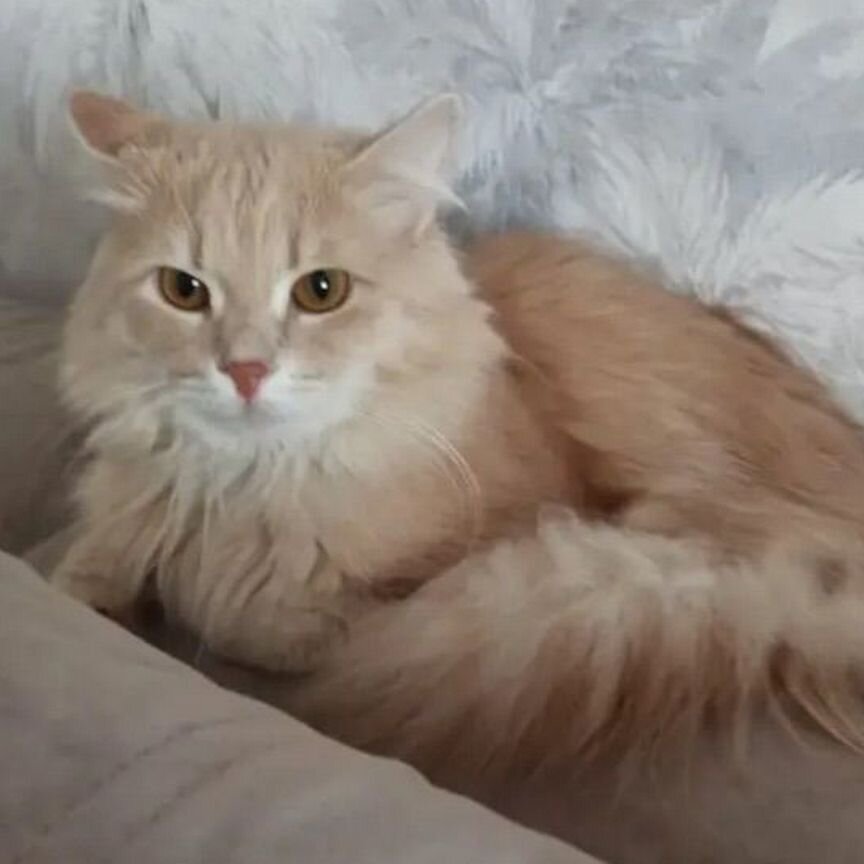 Взрослый кот в добрые руки