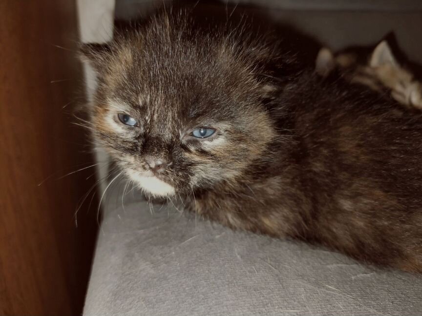 Отдам в добрые руки котят девчонок