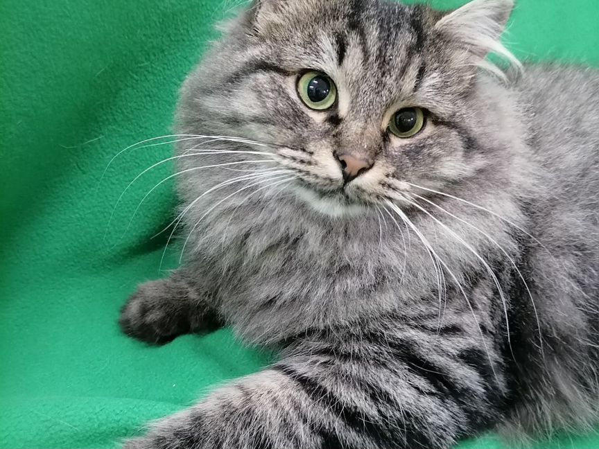 Кошка Октавия