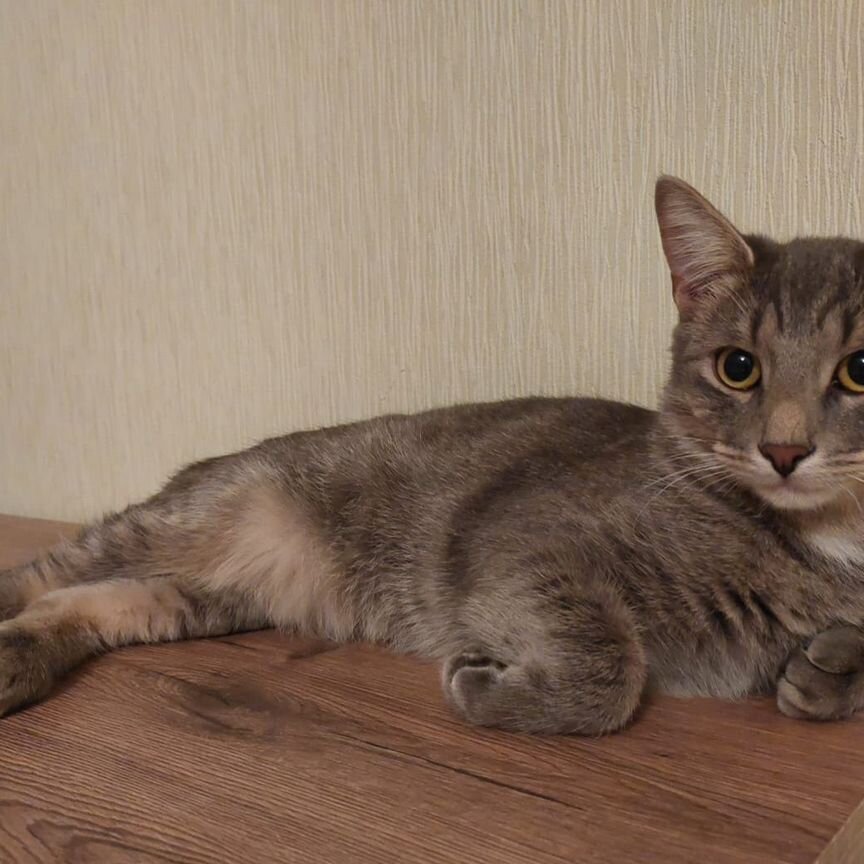 Котик подросток 8 месяцев