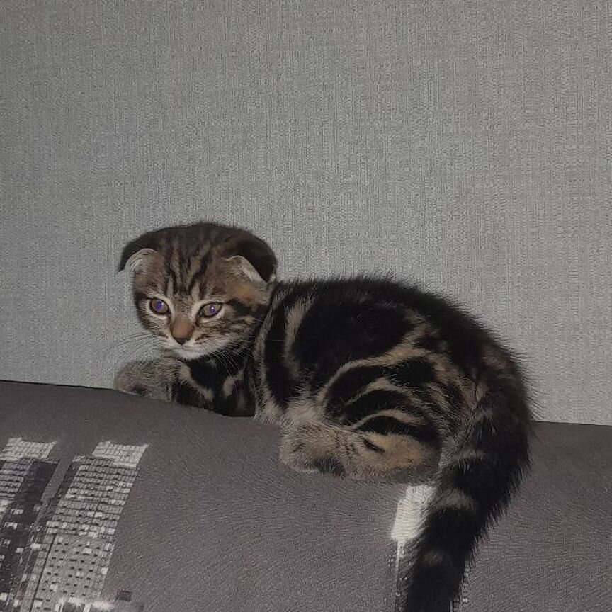 Шотландский котик