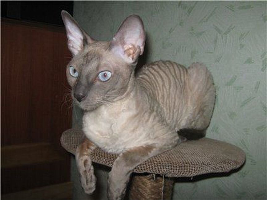 Ищем жениха