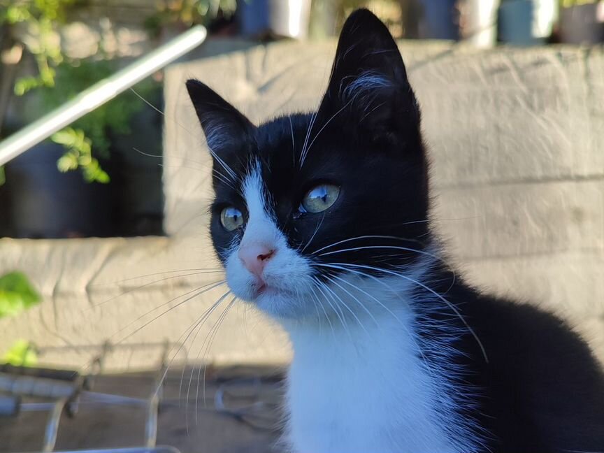 Котёнок ищет дом