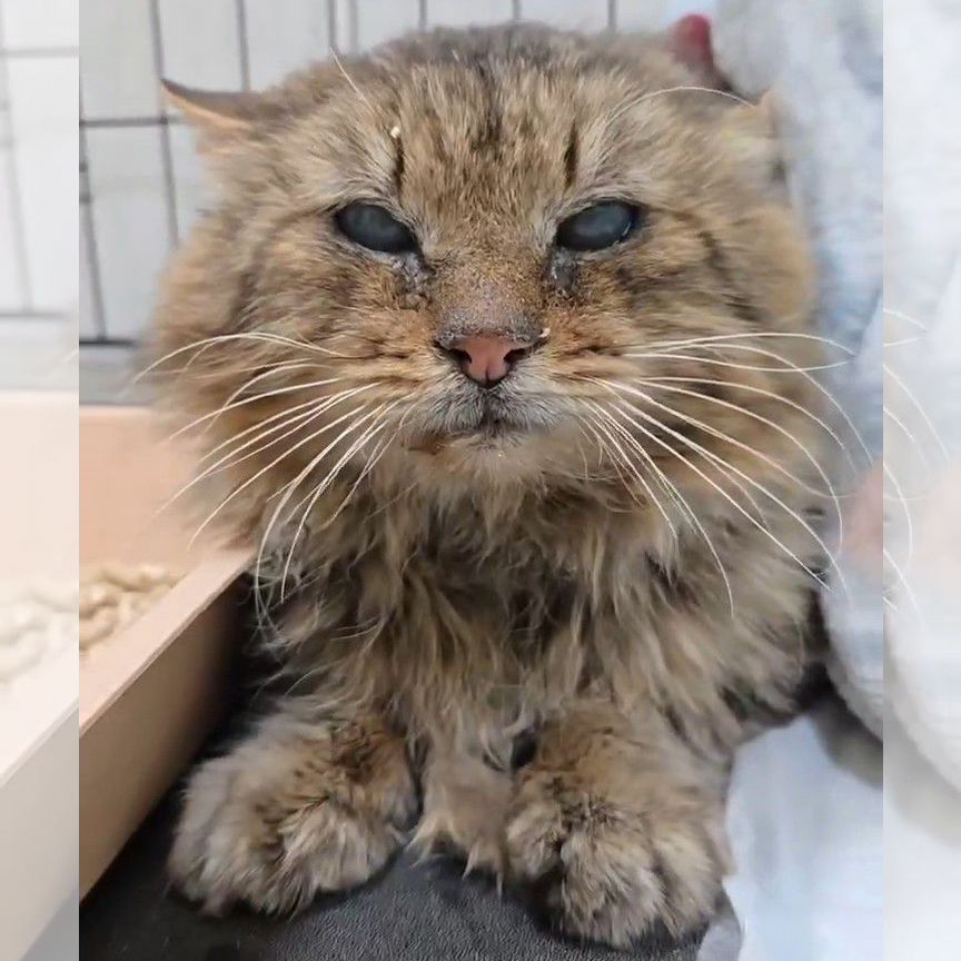 Взрослый кот в добрые руки