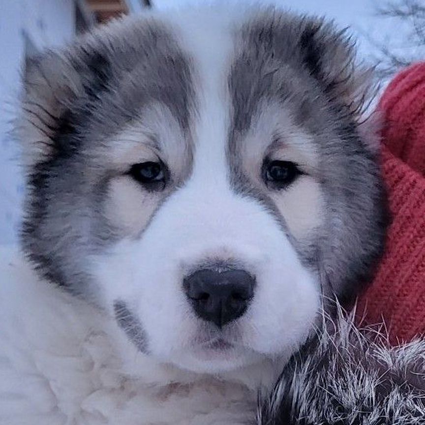 Шикарные чистокровные щенки 55 дней