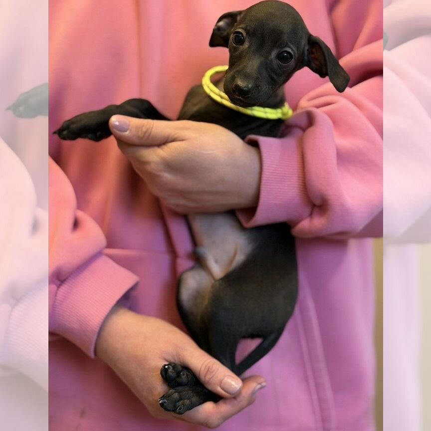 Левретка, щенок