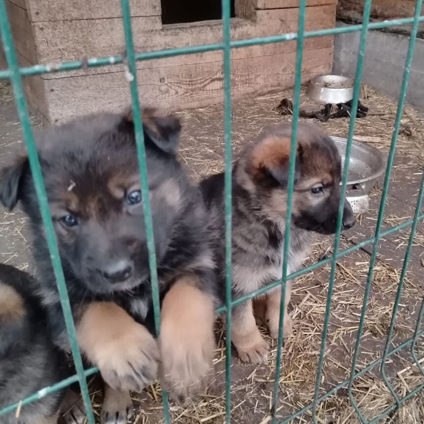 Немецкая овчарка, щенок