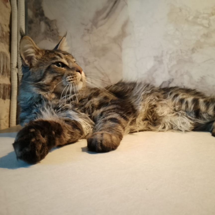 Котик мейн-кун