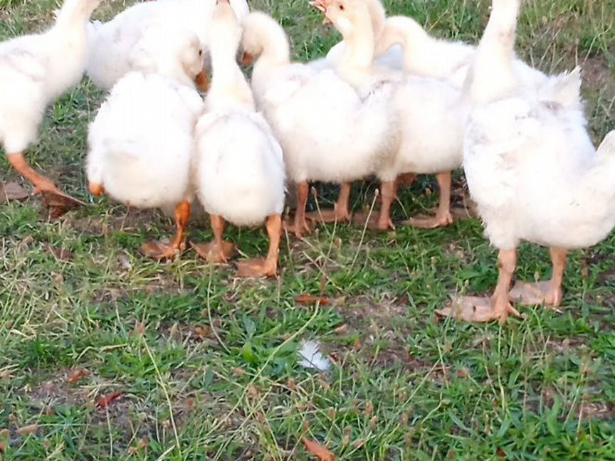 Гусята подрощенные