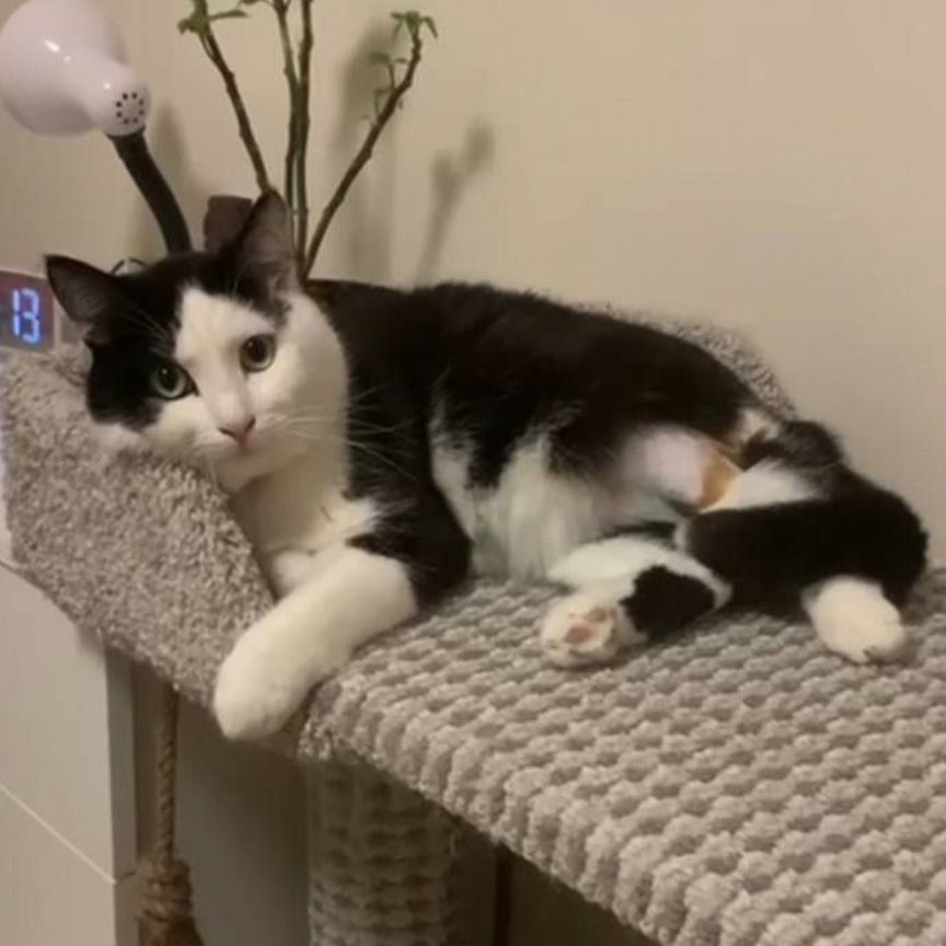 Котик в шапочке ищет дом