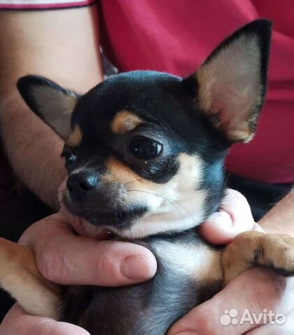 Две девочки,сестрички