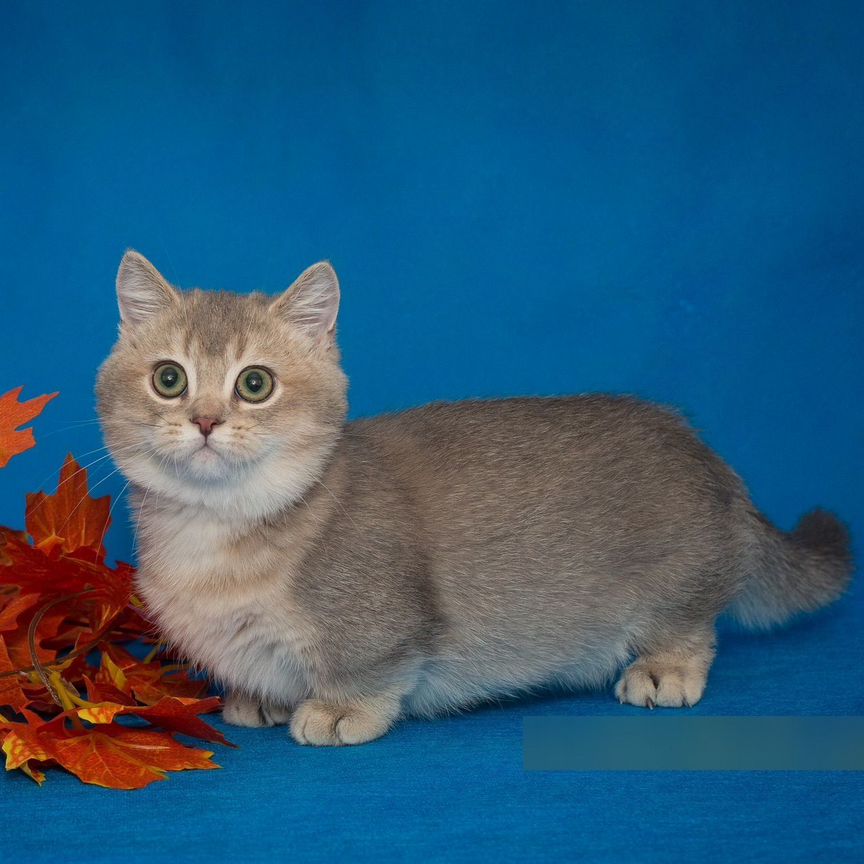 Скоттиш Килт