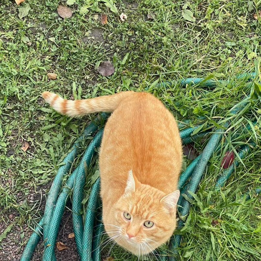 Кошка в дар