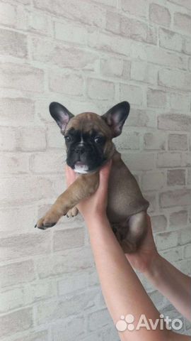 Французский бульдог щенки