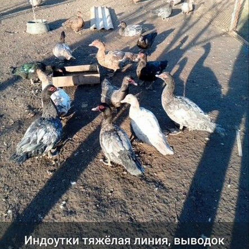 Индоутки тяжелой линии