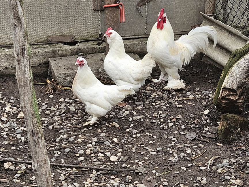 Карликовые куры