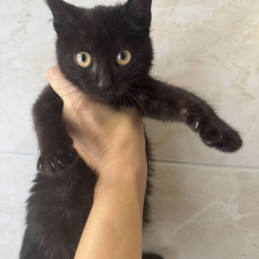 Котенок-пантеренок