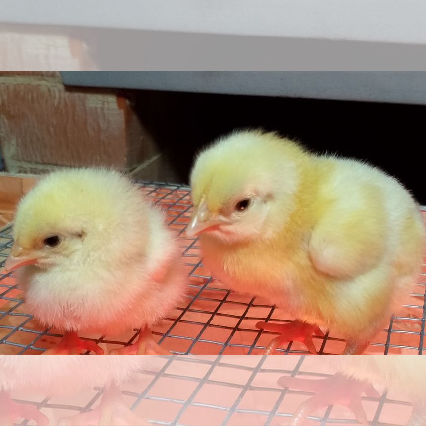 Цыплята бройлеры суточные