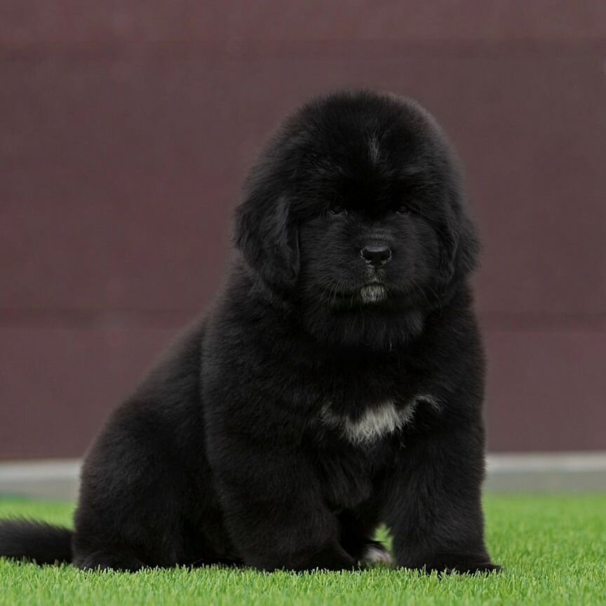 Щенки ньюфаундленда