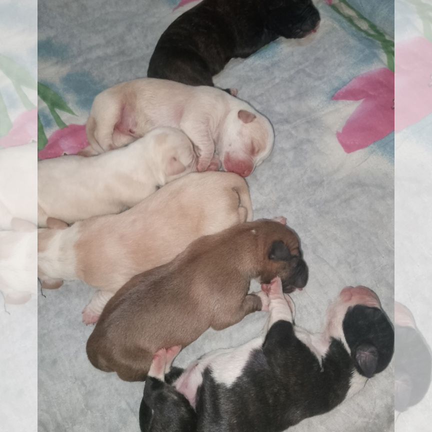 Американский стаффордширский терьер, щенок