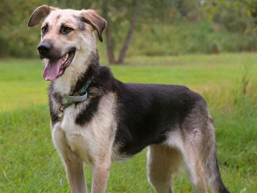 Худышка Чара очень хочет дружить