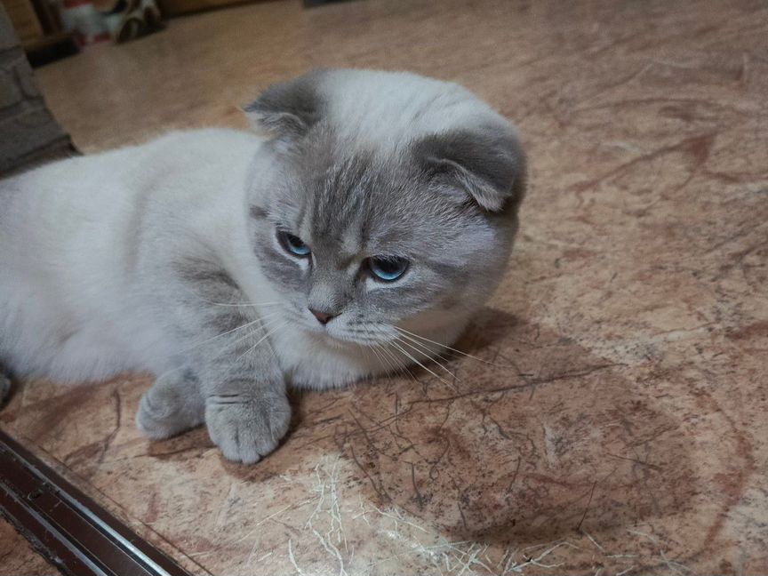 Кошка