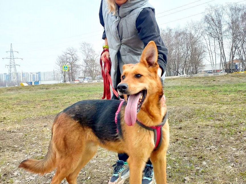 Дружелюбный пёсик из приюта ищет дом