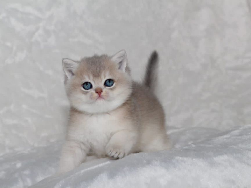 Британские котята
