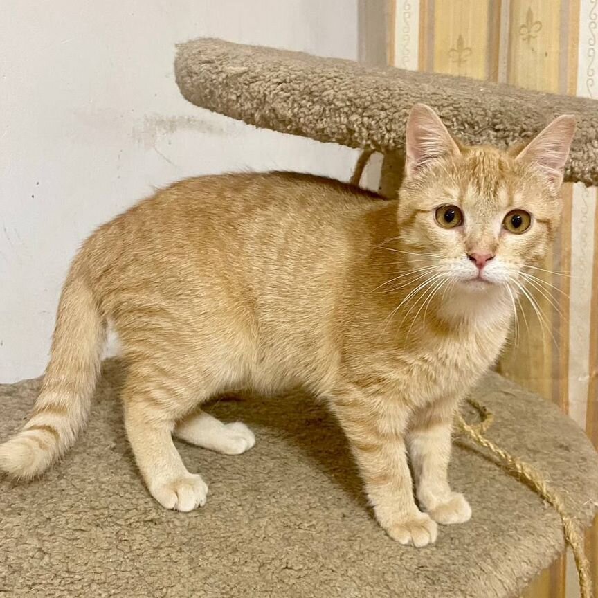 Котёнок от частного владельца