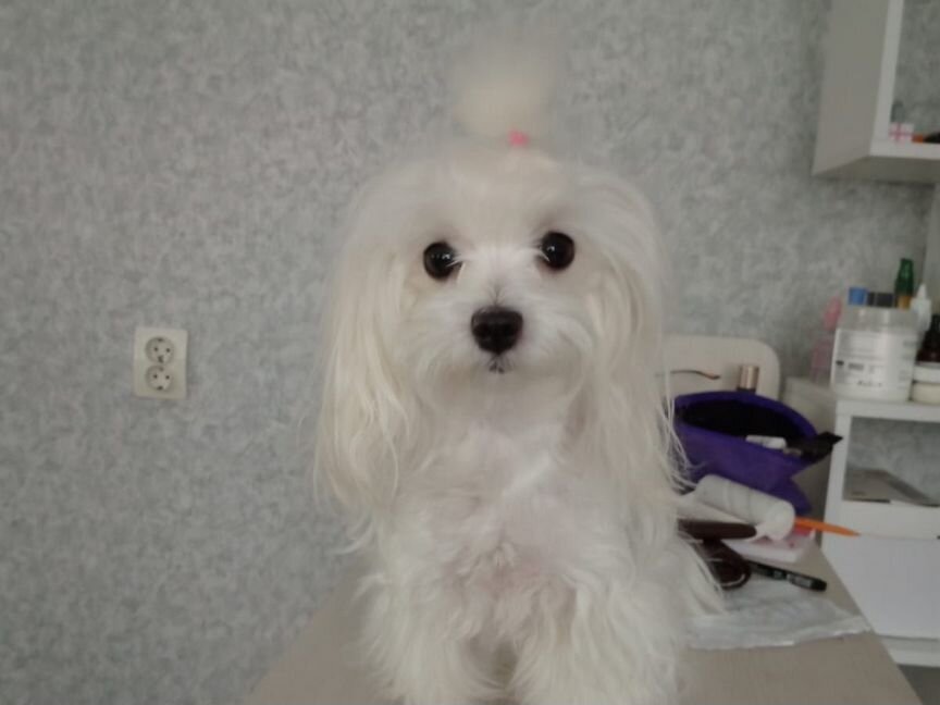 Щенки болонки