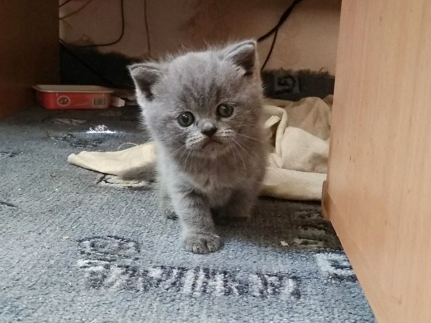 Шотландский котик