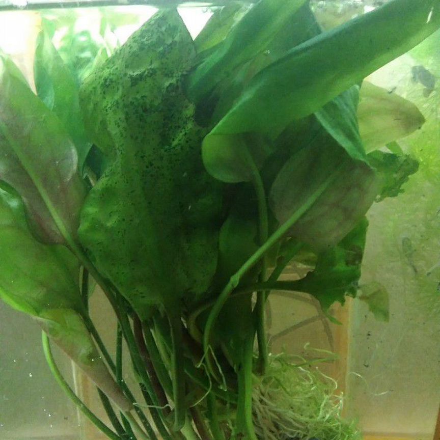 Аквариумная трава