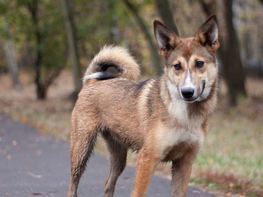 Обоятельный щенок Руфус в добрые руки