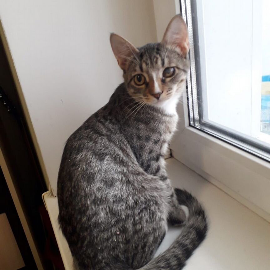 Очень ласковый мальчик Кузя 7 месяцев в дар