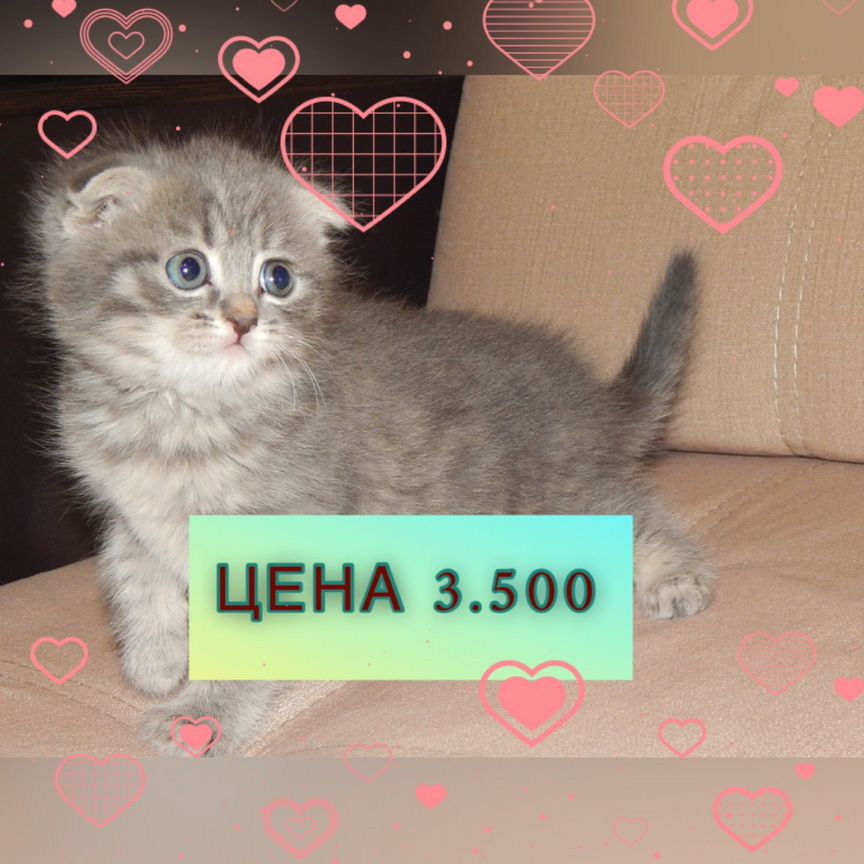 Шотландский вислоухий длинношёрстный котёнок