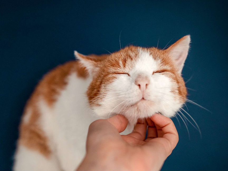 Котик "улыбака" в дар