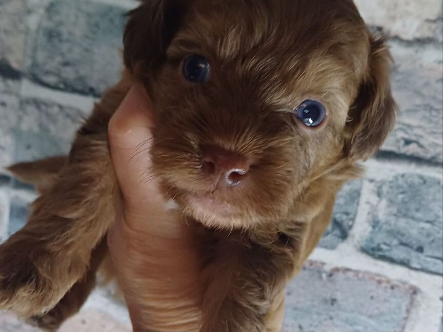 Мальтипу мальчики