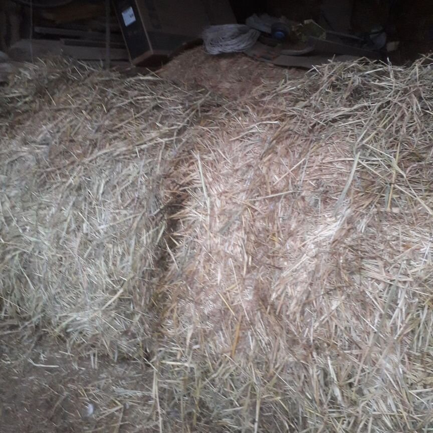 Сено в рулонах суданка