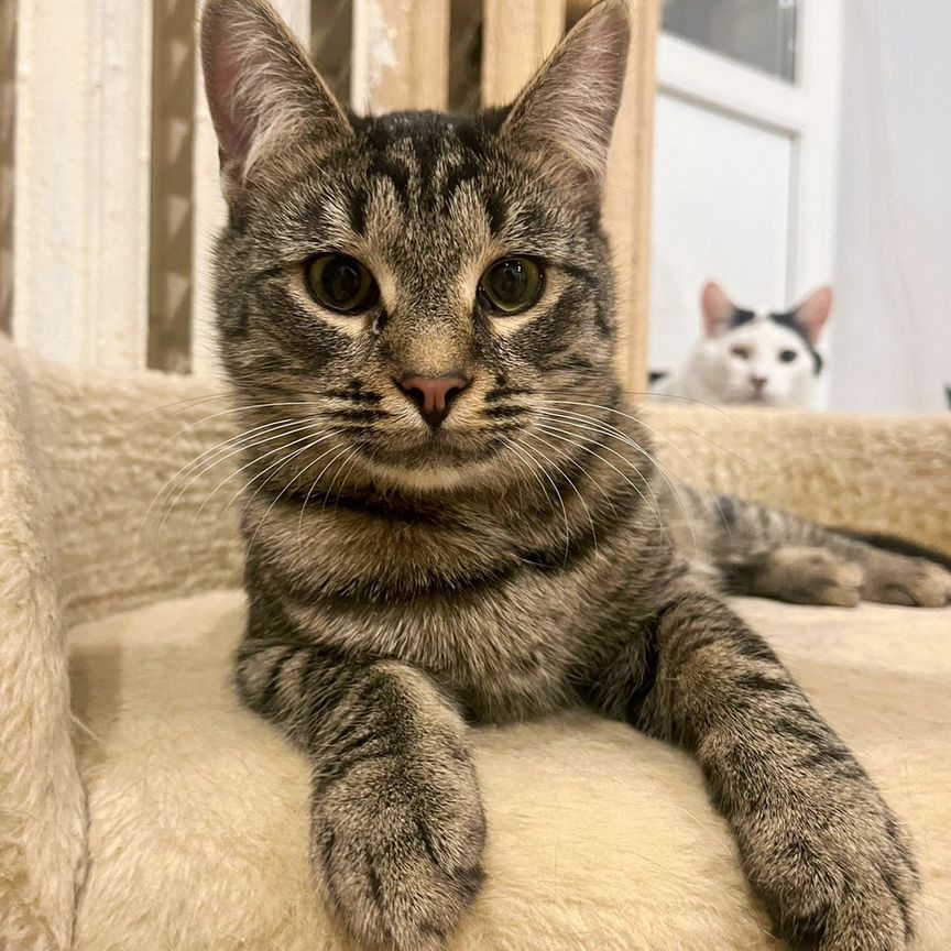 Шелдон 6 мес