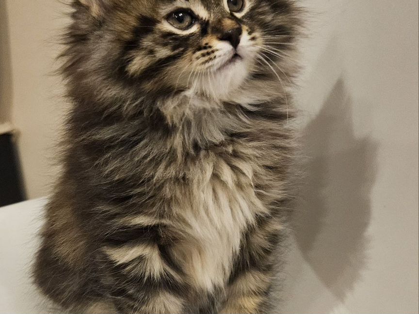Котята курильский бобтейл из питомника