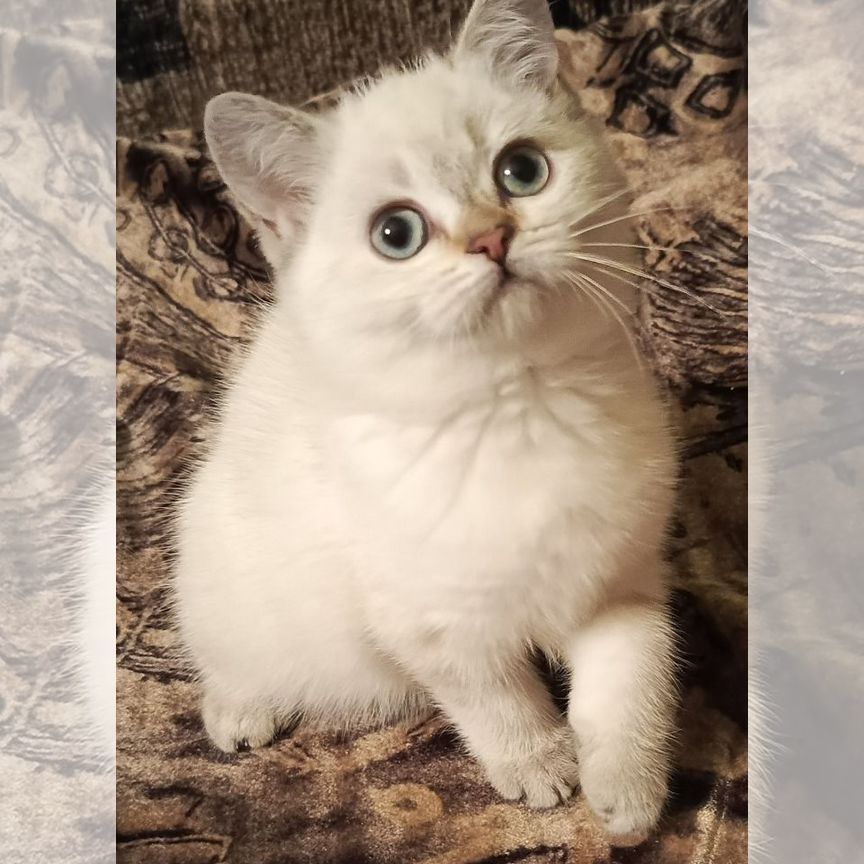 Шотландский прямоухий короткошёрстный котёнок