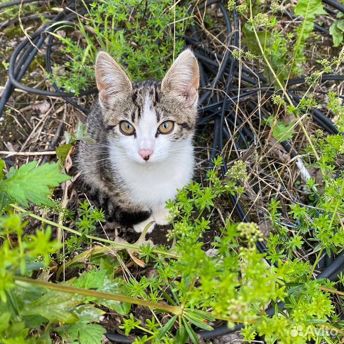 Котёнок в добрые руки, котенка выкинули люди
