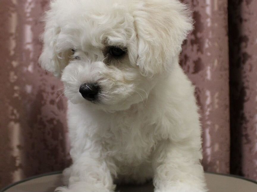 Шикарнейшие девочки бишон