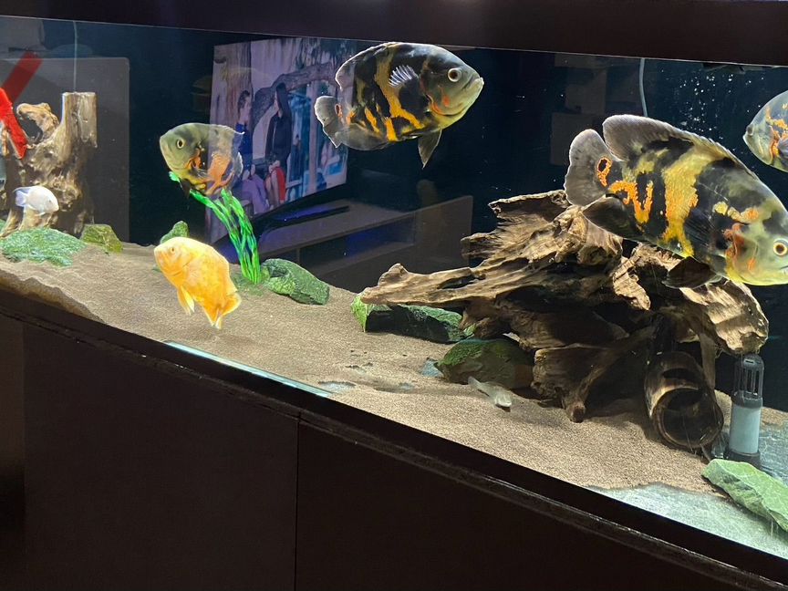 Астронотусы