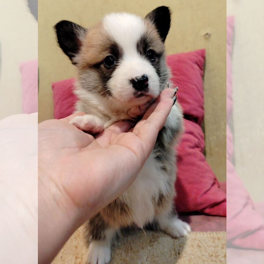 Вельш Корги Пемброк, щенок