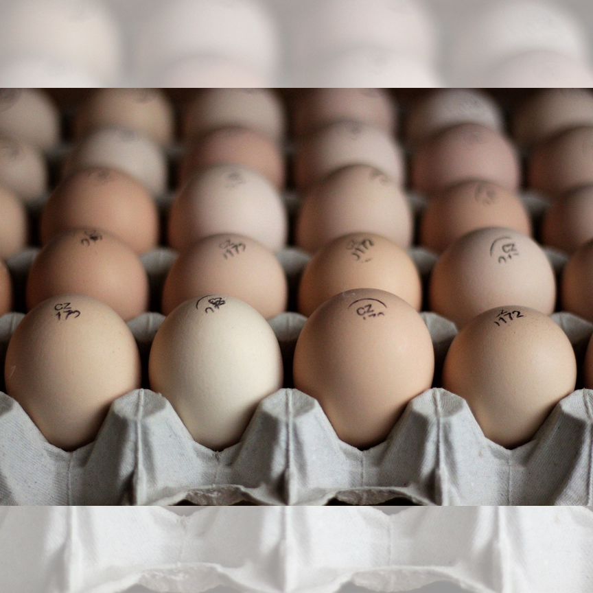 Инкубационное яйцо несушки