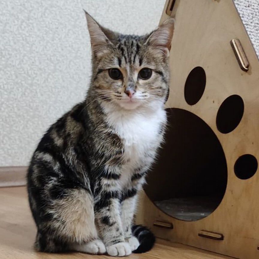 Котята